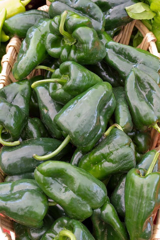 Poblano Pepper