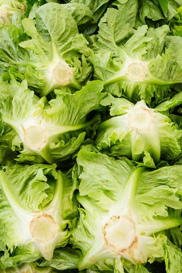 Romaine Lettuce